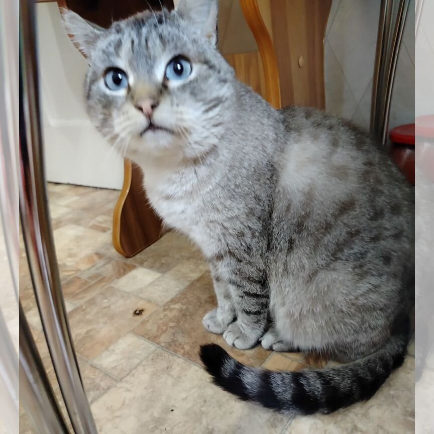 Взрослый кот в добрые руки