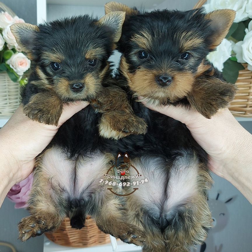 Йоркширский терьер, щенок