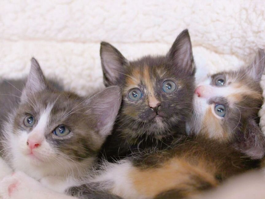 Ласковые котята девочки(1,5 мес) в добрые руки