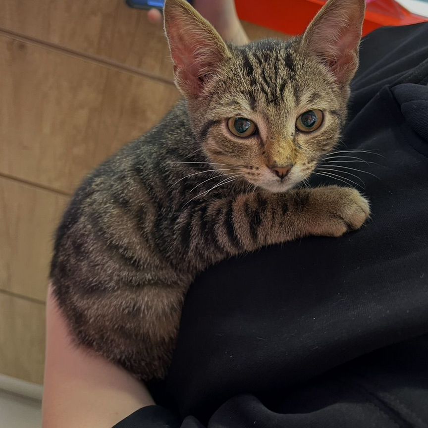 Потерявшийся котенок