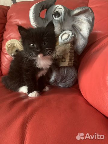Котята