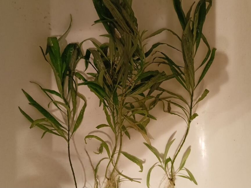 Растение Лимонник для аквариума