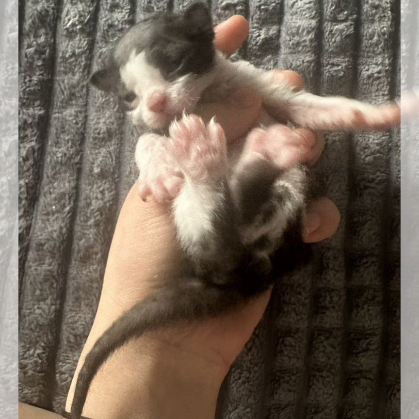 Котенок сфинкс (Мальчик)