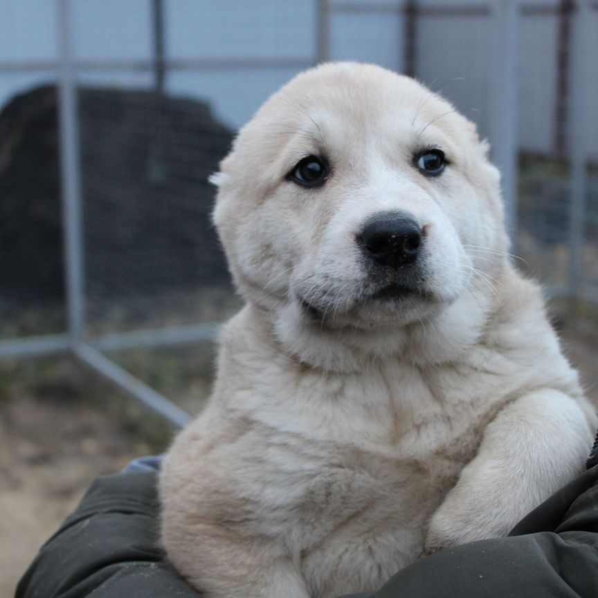 Среднеазиатская овчарка алабай