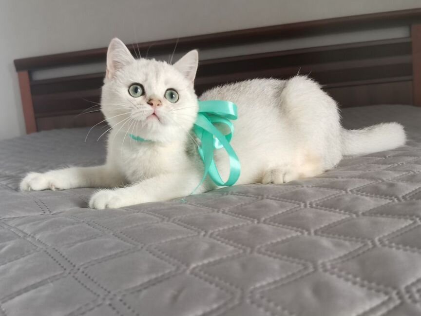 Зеленоглазый мачо