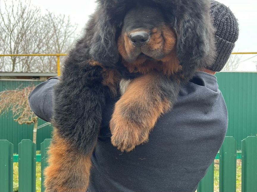 Тибетский мастиф