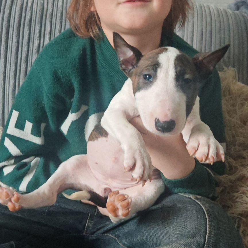 Мини-бультерьер, щенок