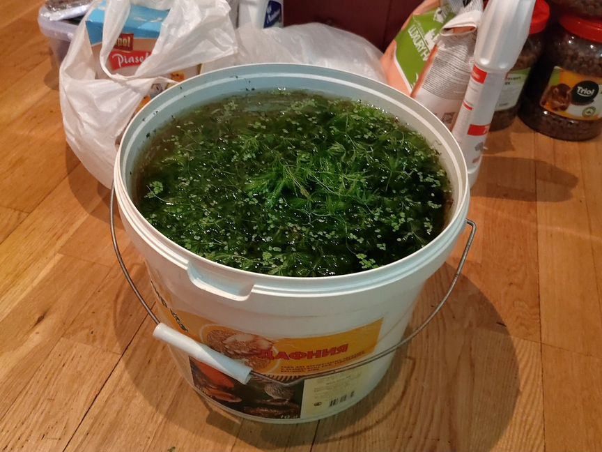 Ведро аквариумного роголистника