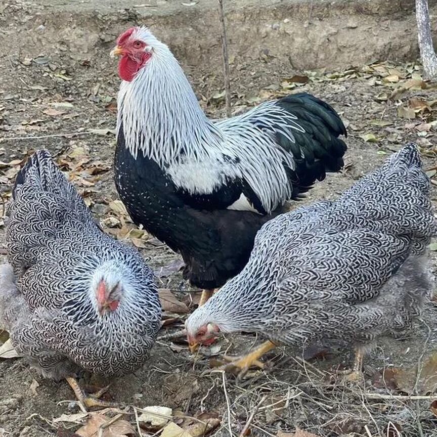Петух Виандот Сильвер Патридж