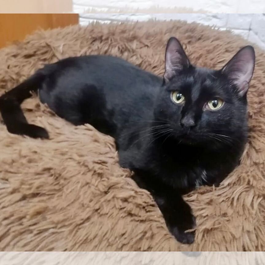 Взрослый кот в добрые руки