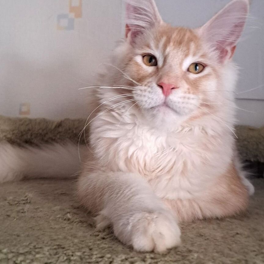 Мейн-кун котёнок