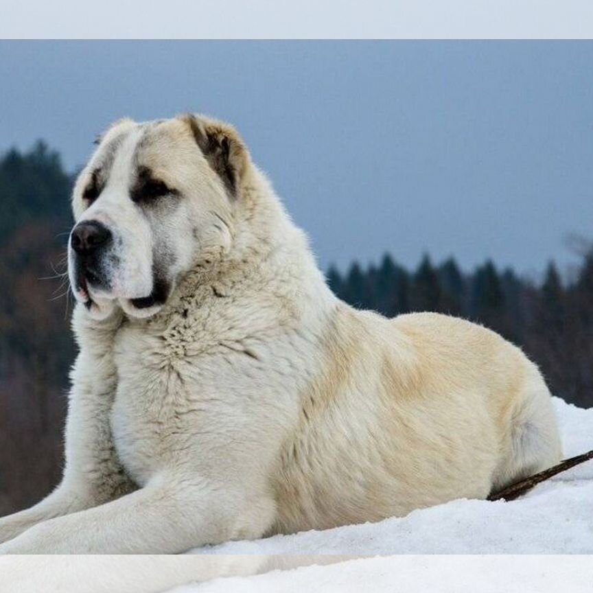 Алабай кобель 1 год