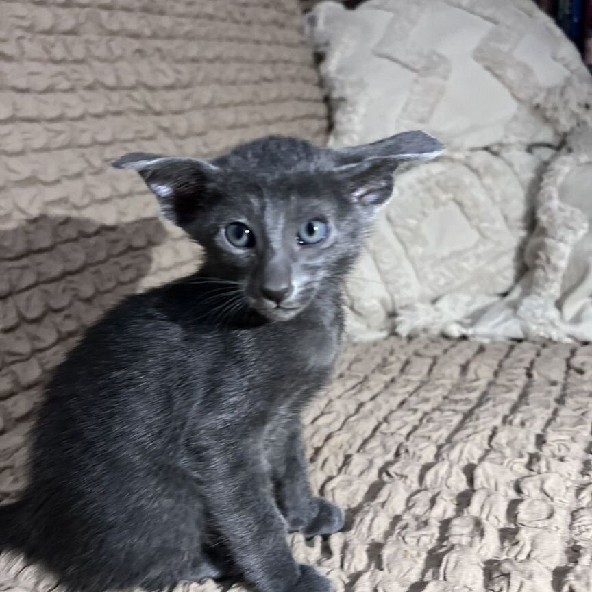 Ориенталы в современном и экстримальном типах