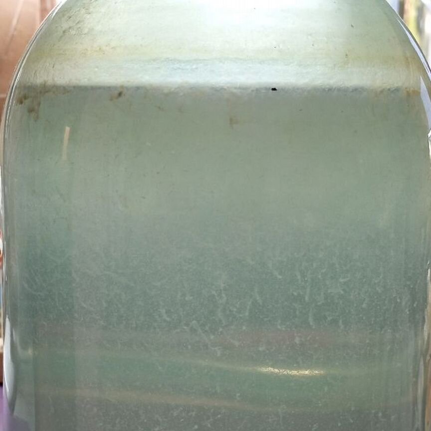 Инфузория туфелька для мальков