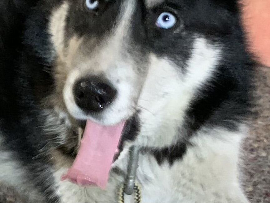 Сибирский хаски