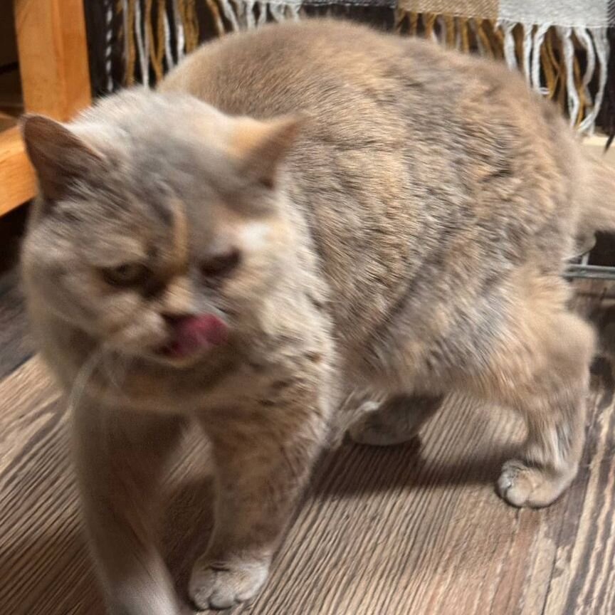 Взрослая, кошка в добрые руки