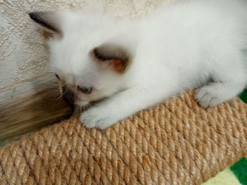 Кошки