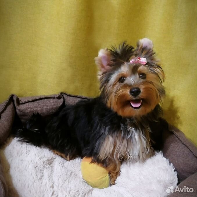 Девочка Бивер Йорк 5мес