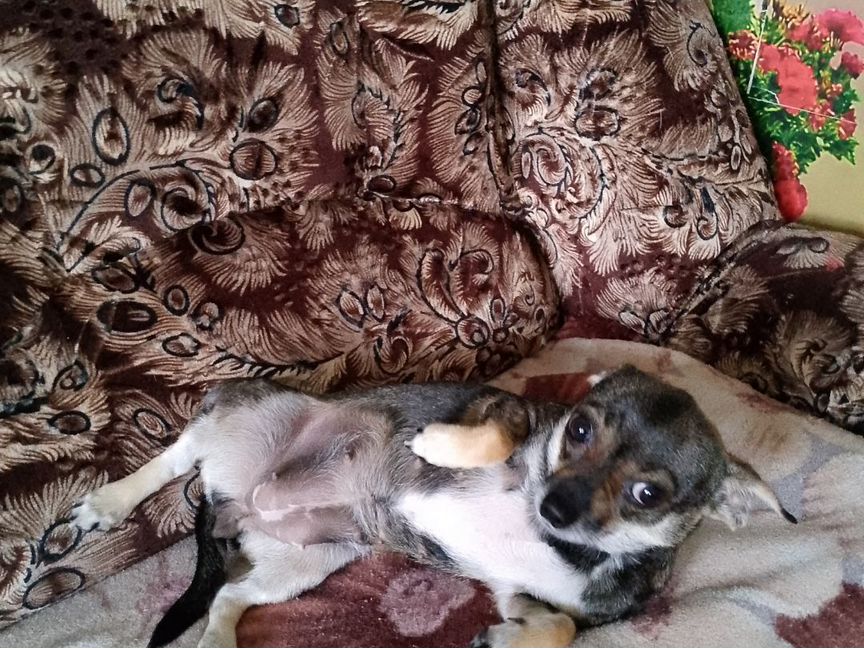 Тортерьер смесь Чихуахуа