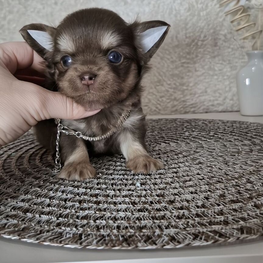 Чихуахуа, щенок