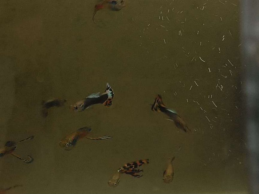 Рыбки(гуппи) самцы