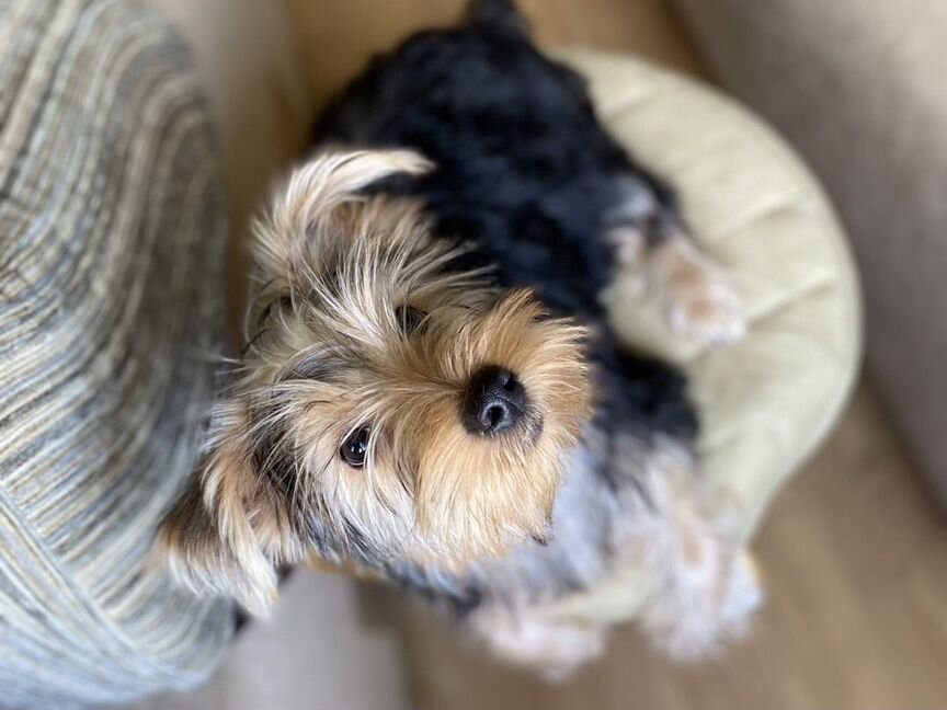 Йорк щенок мальчик