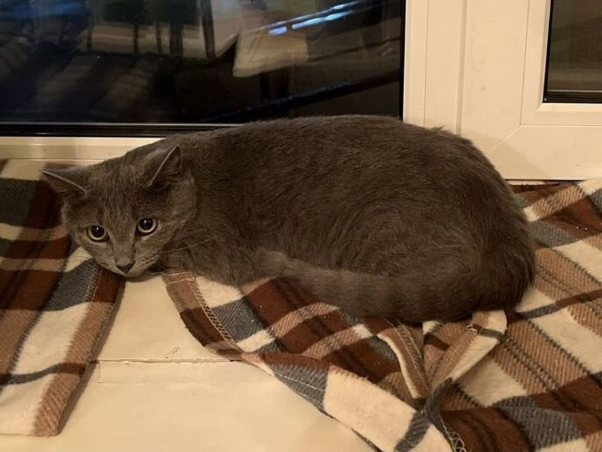 Молодая кошечка, котенок, 7 мес, дымчатая, серая