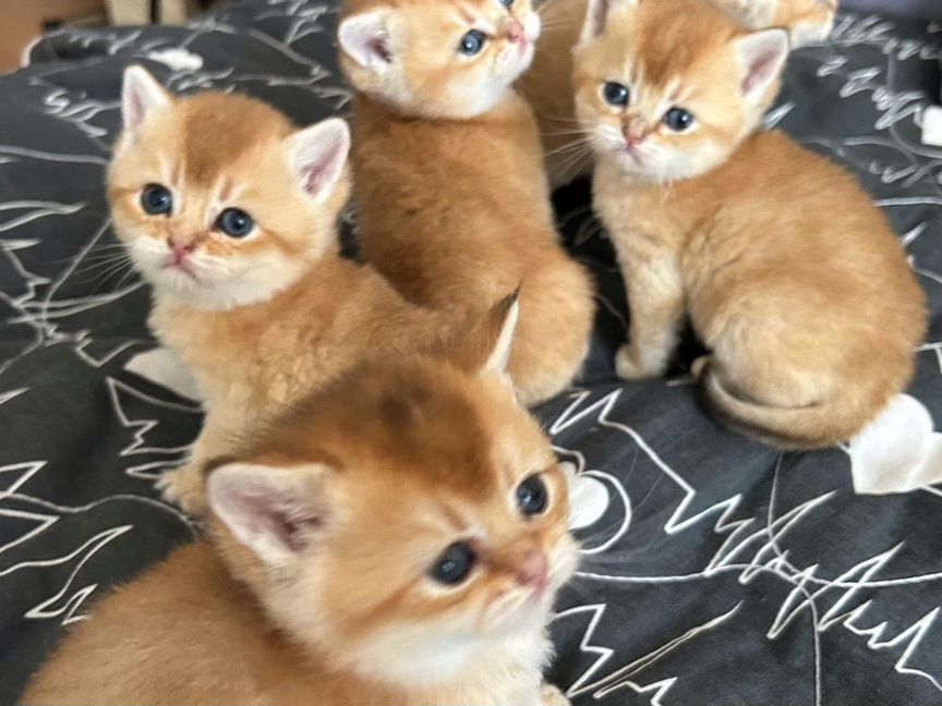 Котята Золотые шиншиллы