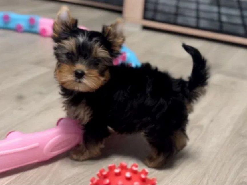 Йоркширский терьер