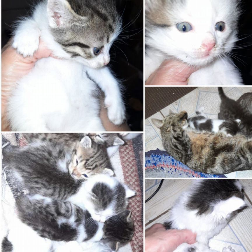 Котята в добрые руки