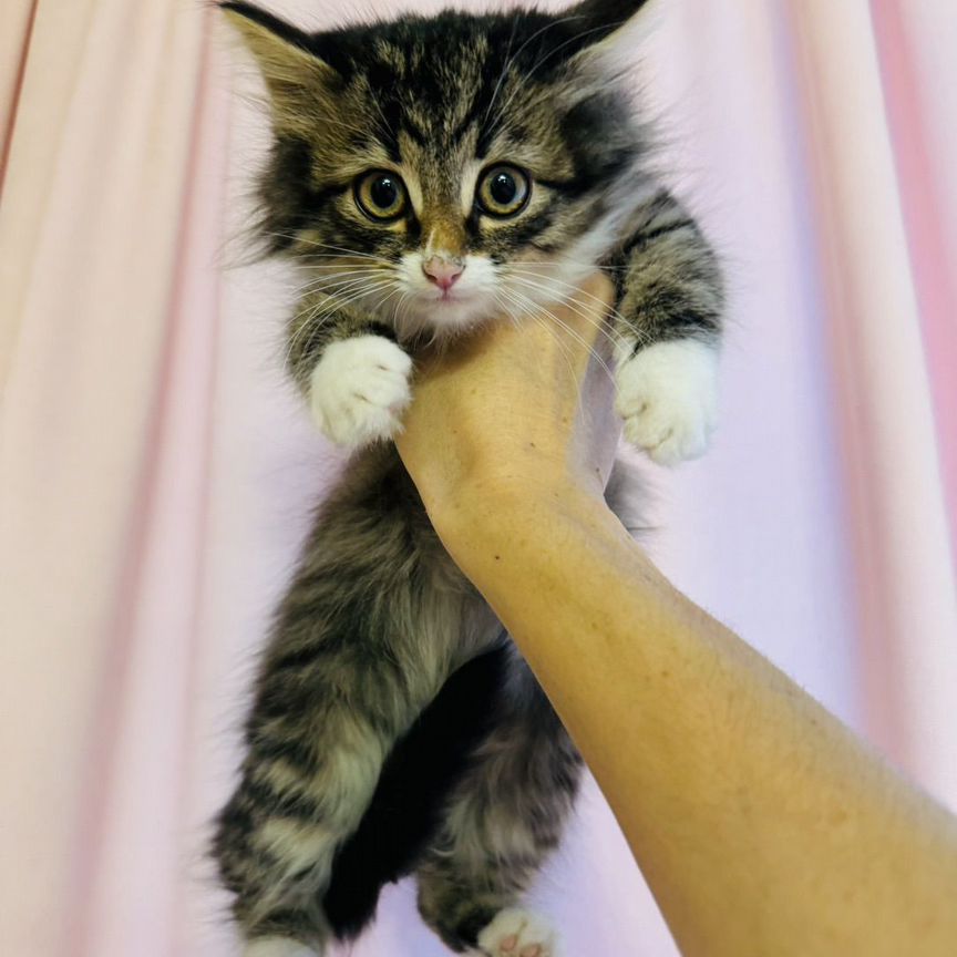 Котенок даром