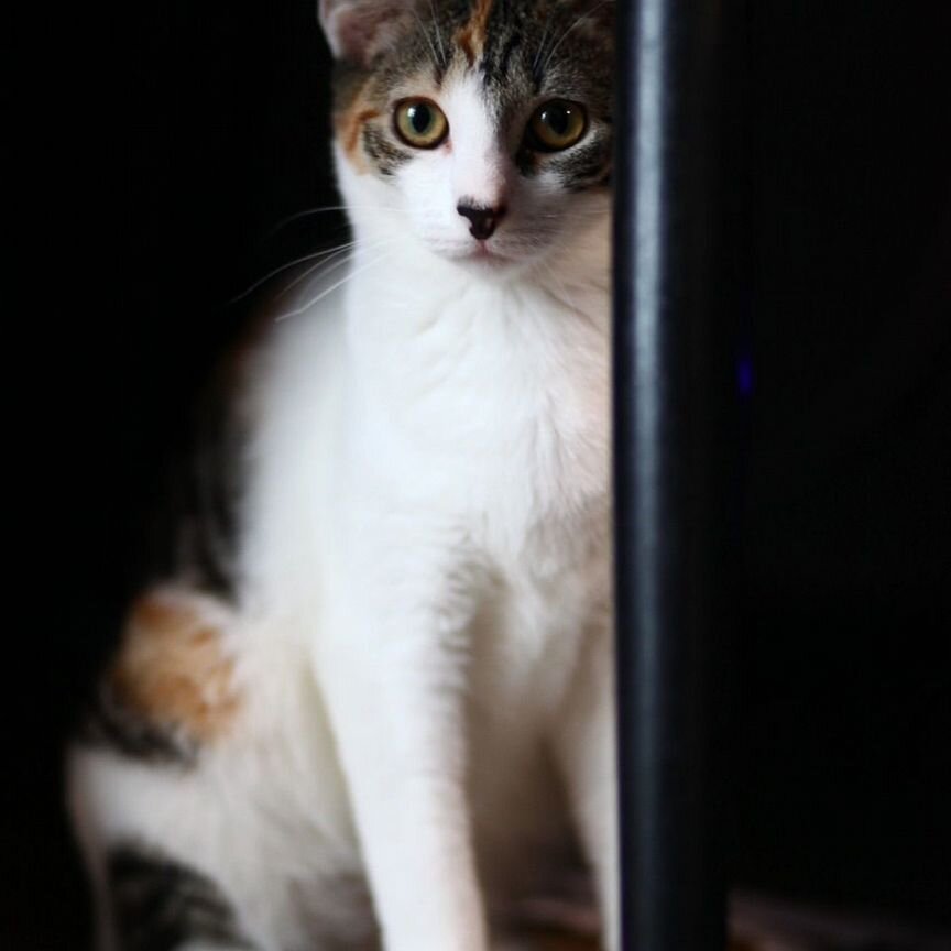 Котенок 4 месяца девочка