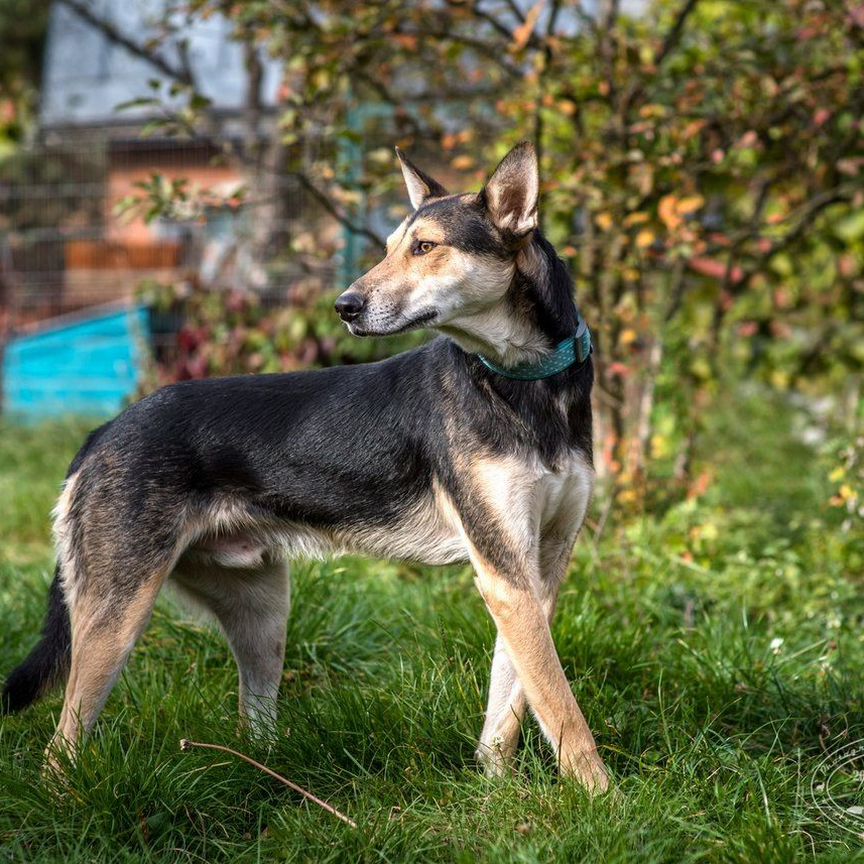Собака в добрые руки бесплатно