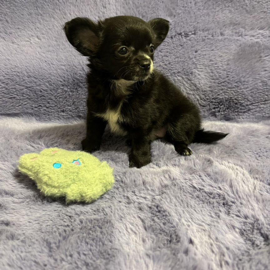 Мини девочка