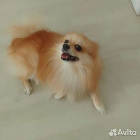 Померанский шпиц вязка кобель