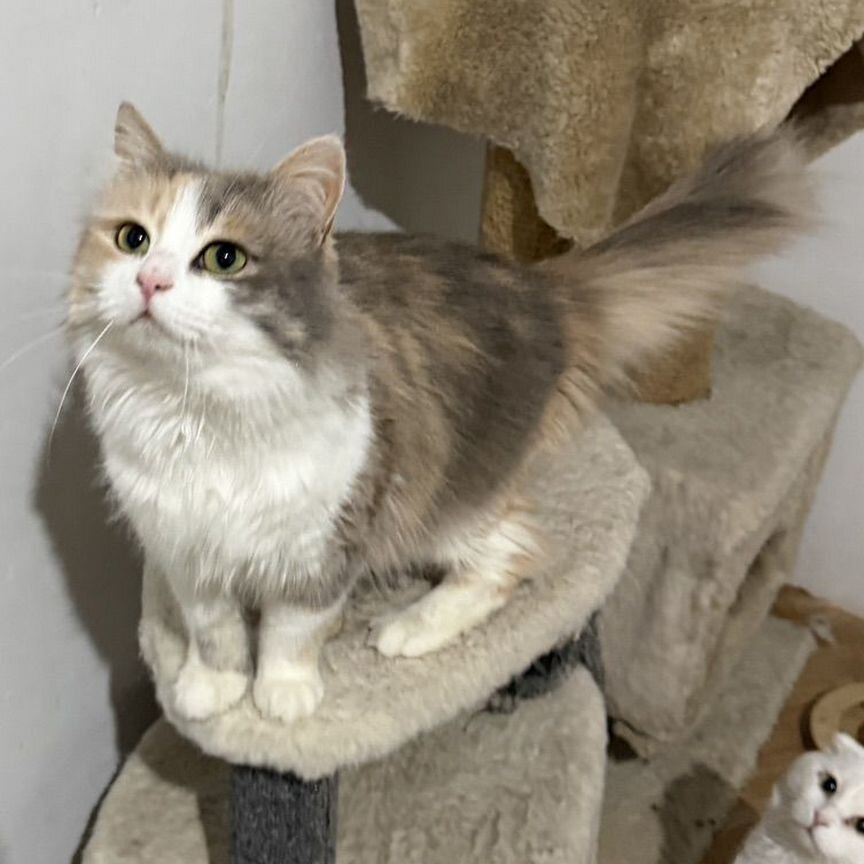 Сибирская, взрослая кошка