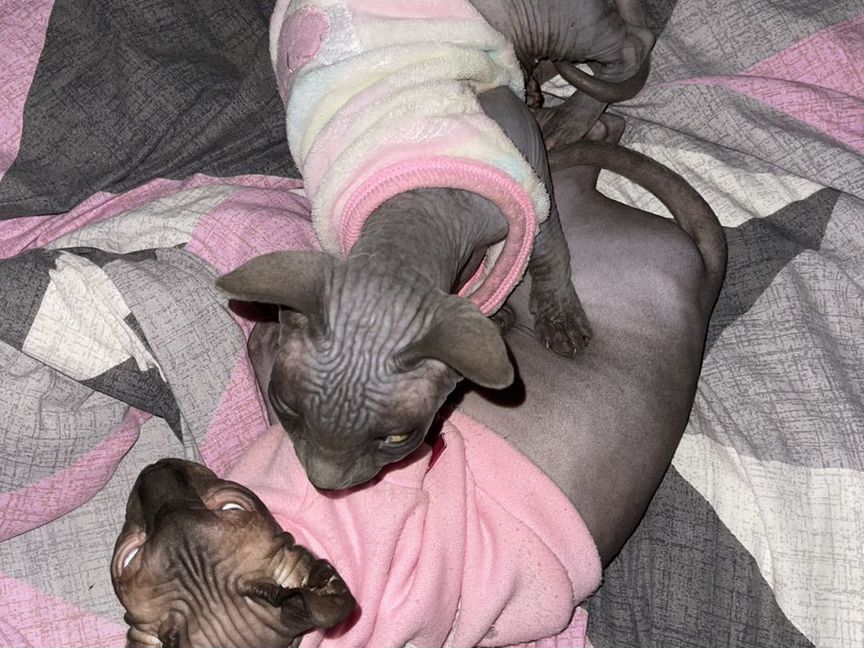 Канадский сфинкс