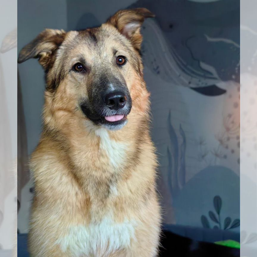 Ищу маму или папу