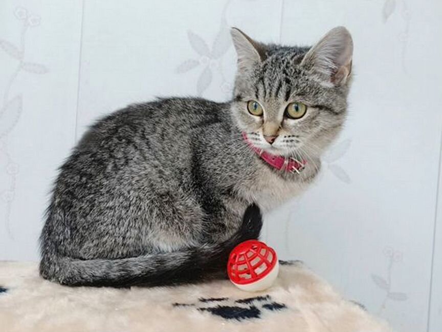 Милая кошечка