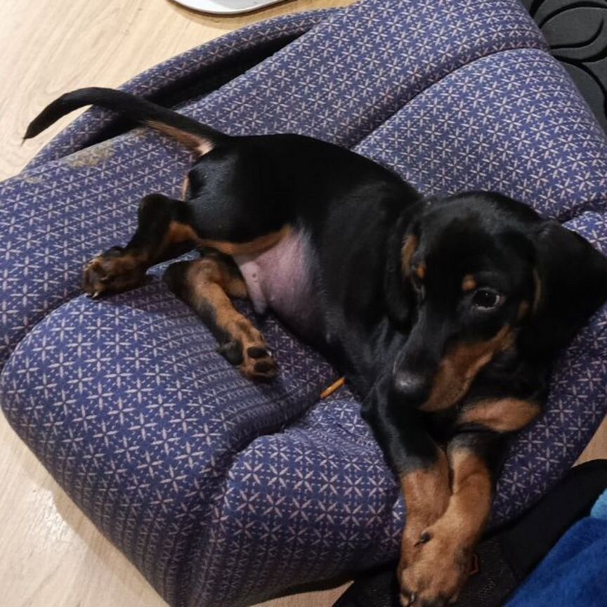 Такса с документами