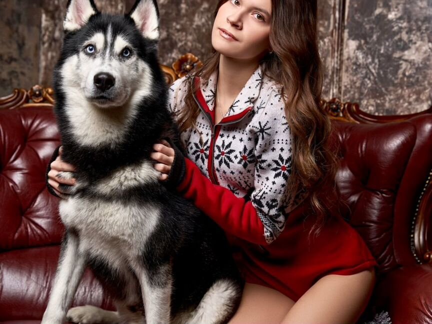 Аренда собаки для фотосессии, хаски для фотосесии