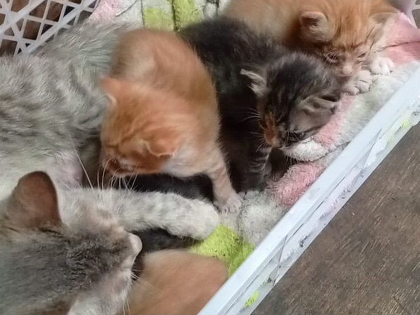 Котята малыши чудесные