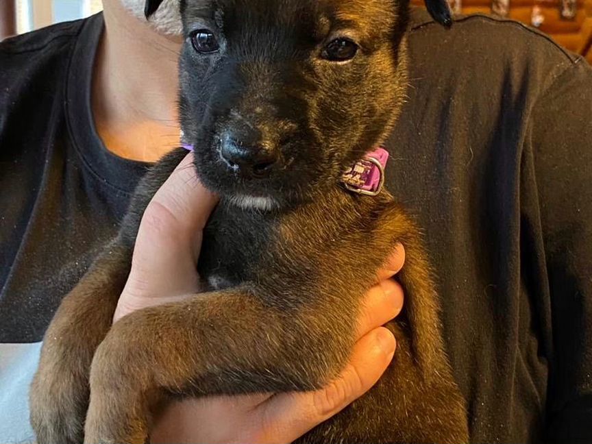 Бельгийская овчарка Малинуа knpv