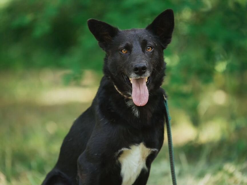 Чарли из приюта ищет дом