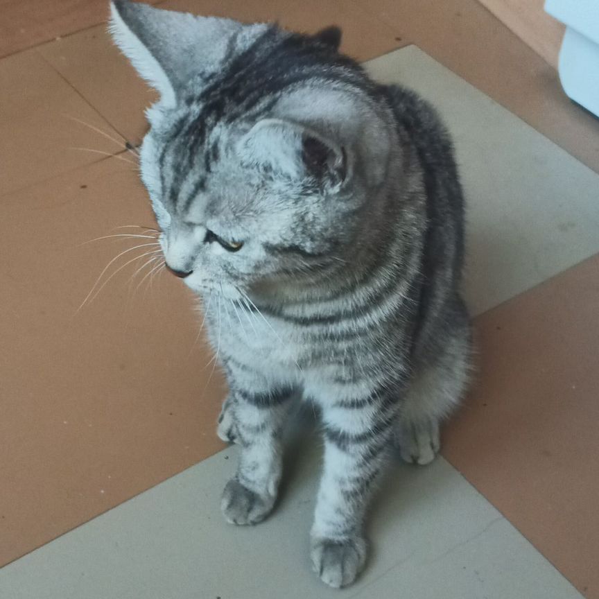 Шотландская прямоухая короткошёрстная, взрослая кошка