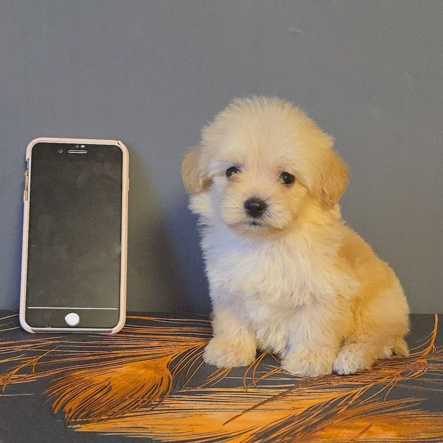 Мальтипу, щенок