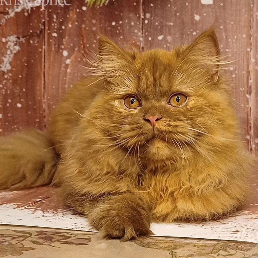 Цинамоновое чудо, кошечка 5мес