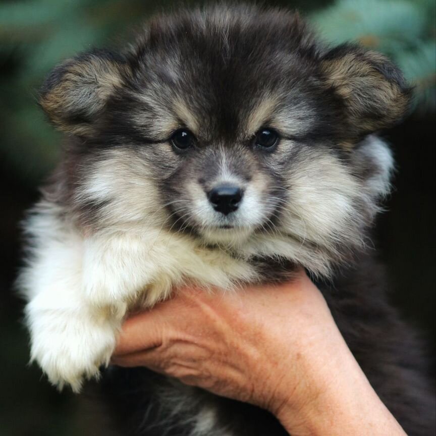 Чёрный бриллиант (корги флаффи)