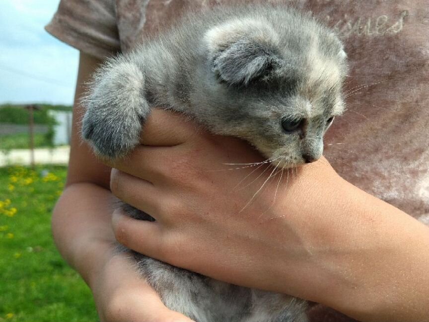 Шотландская вислоухая кошка