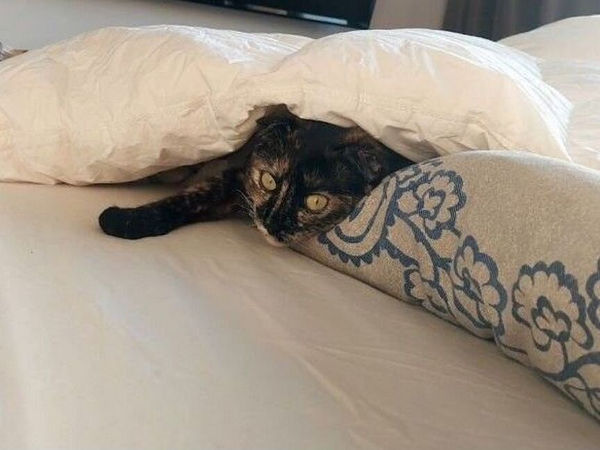 Кошке вязка нужна